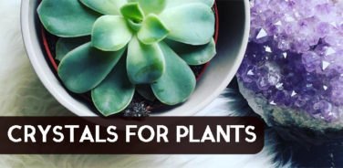 9 Amazing Crystals for Plants [Boost Your Garden] - Crystalopedia